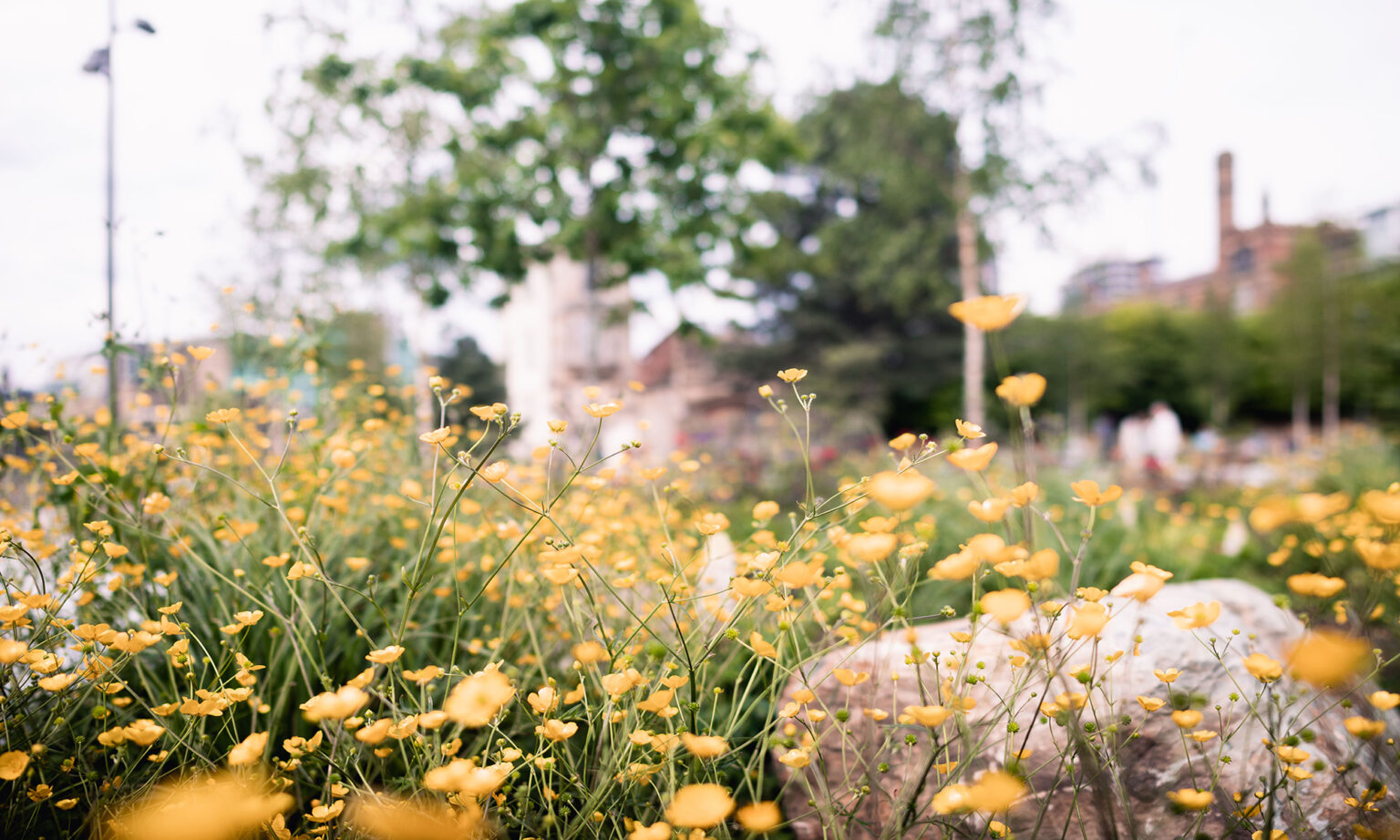 Glade of Light Opens - BCA Landscape